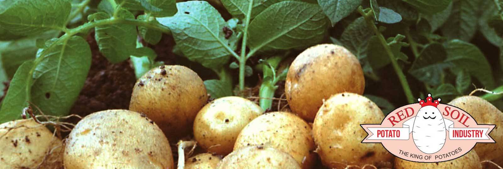 Red Soil Potatoes Cyprus – Fresh and prepared vegtables for the ...